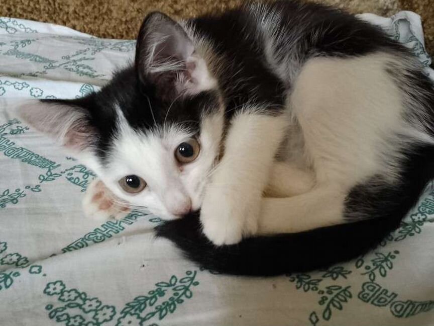 Котята в добрые руки бесплатно коты