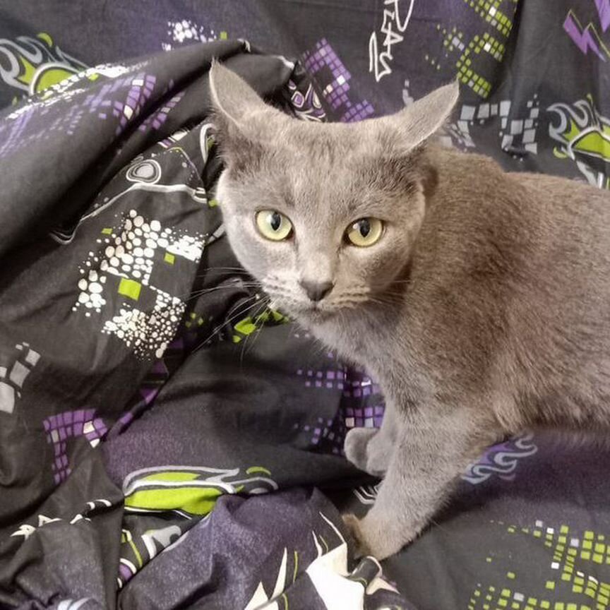 Русская голубая кошка