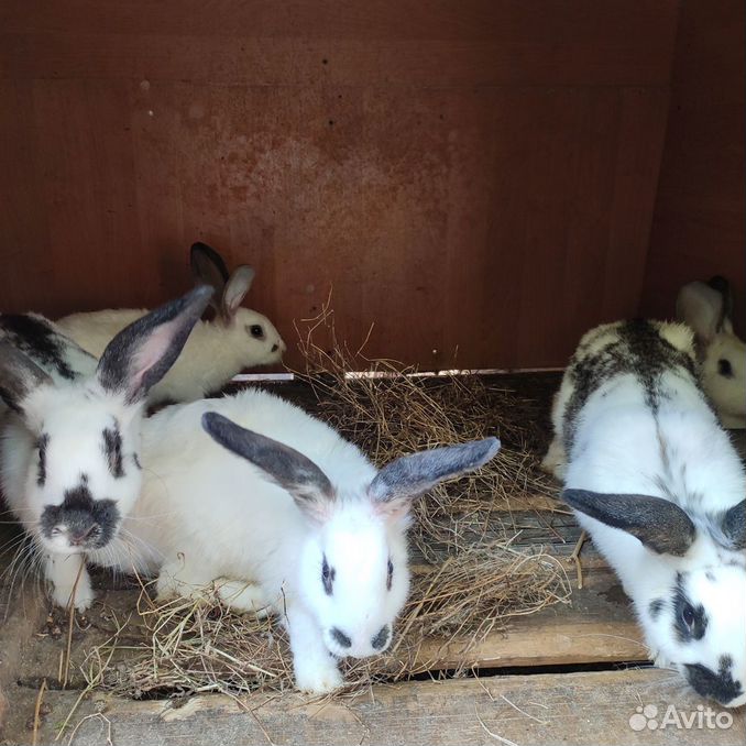 Кролики мясных пород
