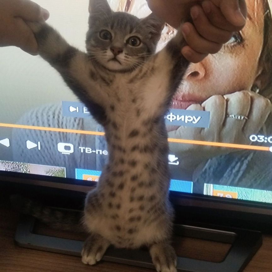 Бенгальская кошка в добрые руки