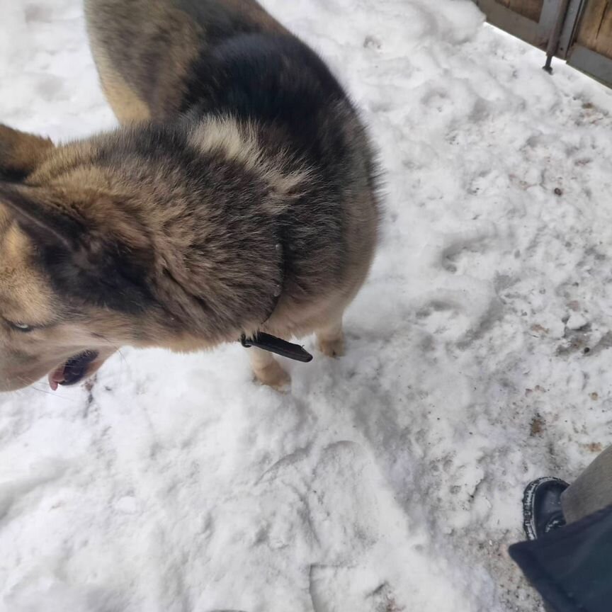 Отдам девочку Хаски в хорошие руки