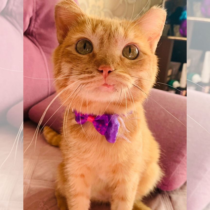 Кот ищет семью