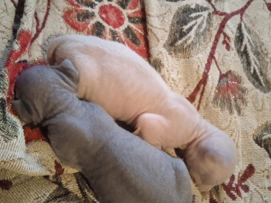 Канадский сфинкс мальчик и девочка. Род. 5 ноября