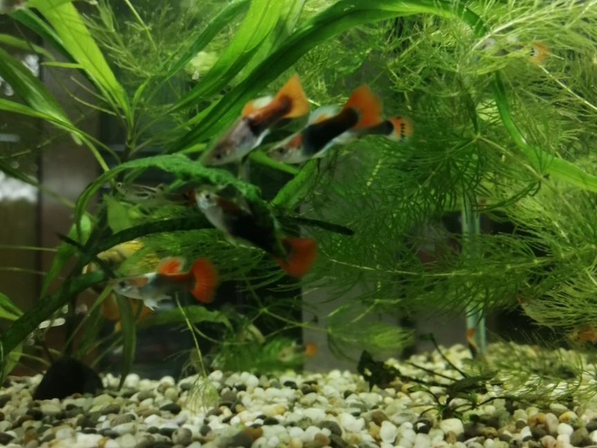 Аквариумные рыбки