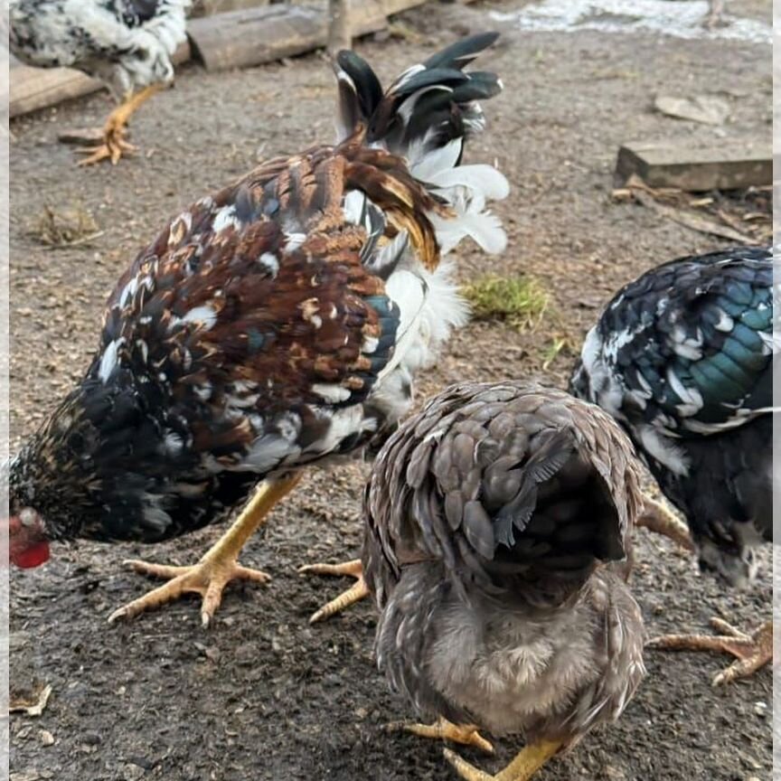 Молодые петухи