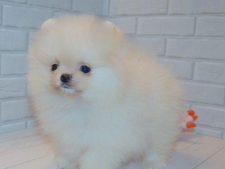 Померанский шпиц,белые,кукольные мишки с документ