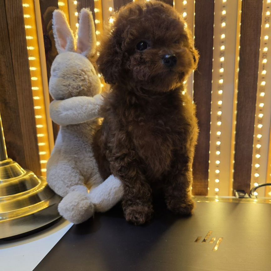 Той-пудель, щенок