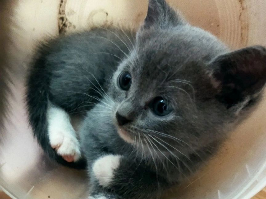 Отдам котят Всё мальчики к лотку приучены. 1,5мес