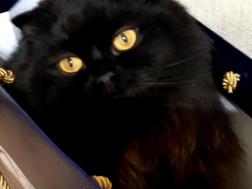 Персидская кошечка