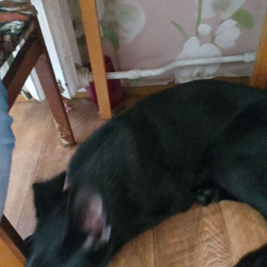 Черная немецкая овчарка