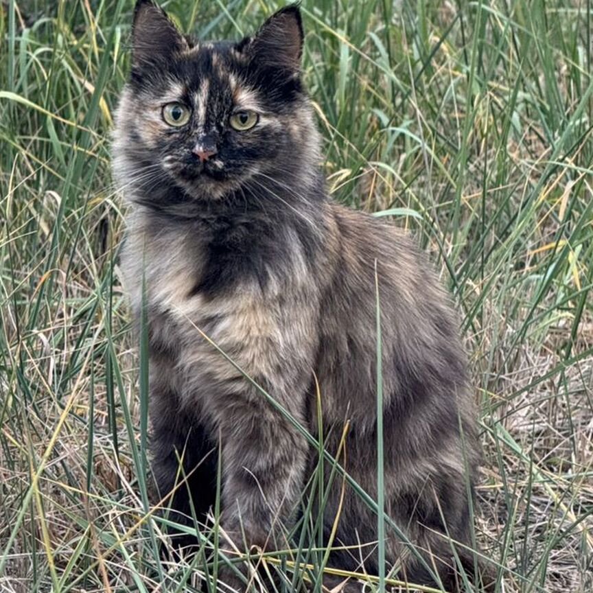 Кошечкав в добрые руки