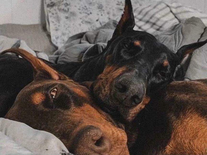 Щенки добермана