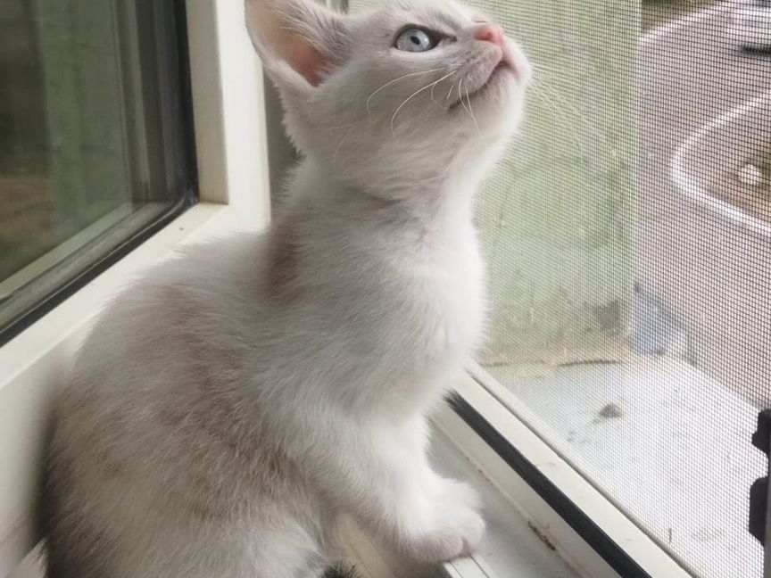Котенок