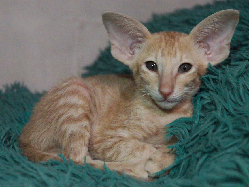 Рыжее солнышко