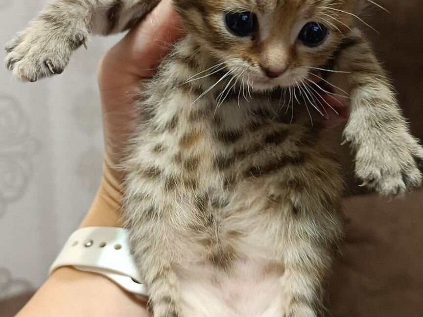Котенок