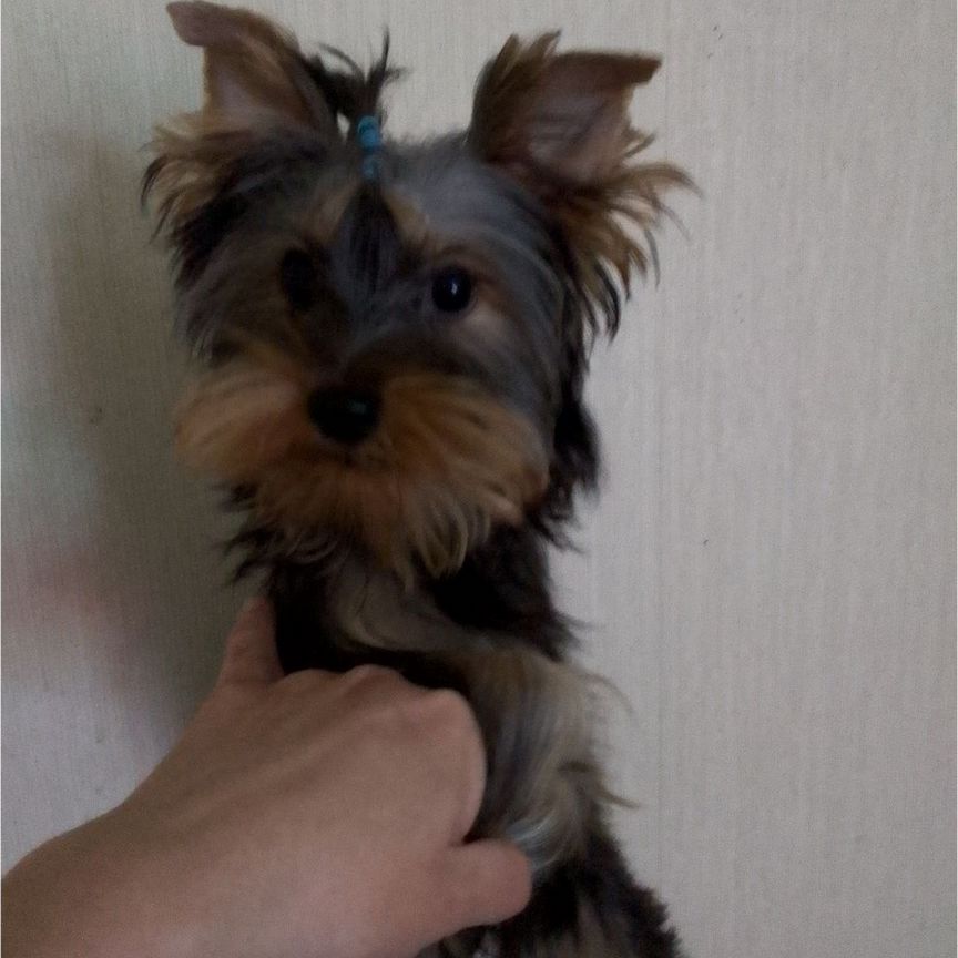 Йоркширский терьер