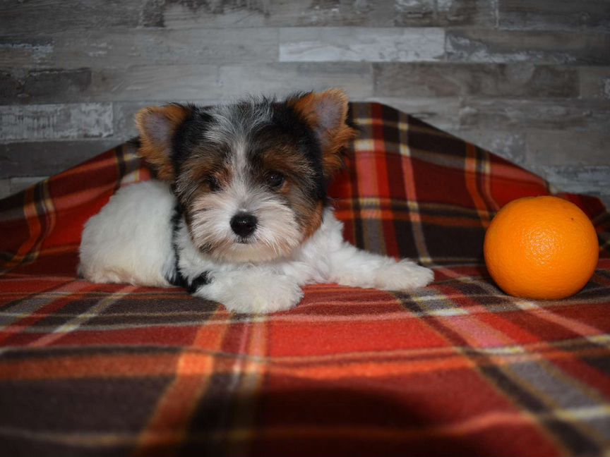 Бивер мальчишка