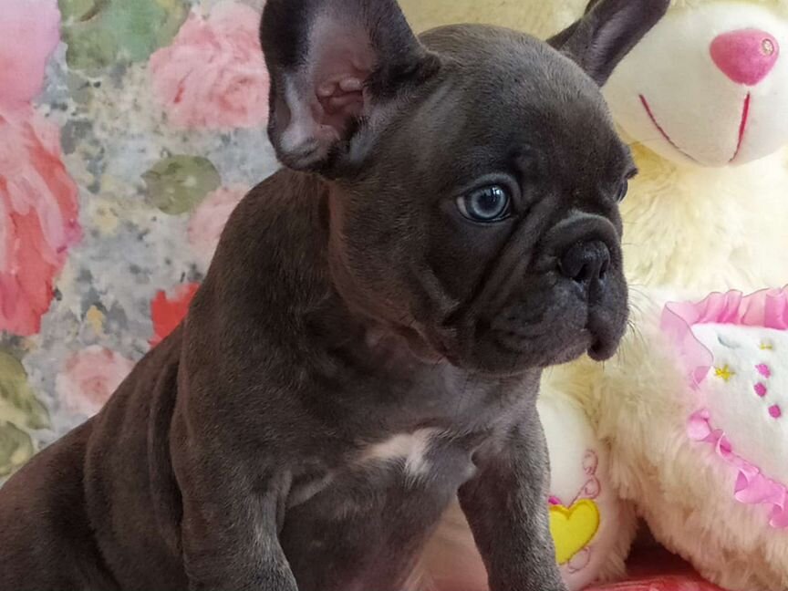 Французский бульдог