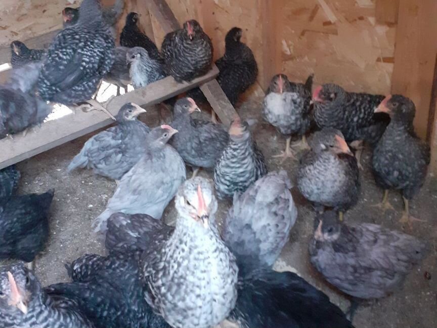 Куры молодки несушки доминант