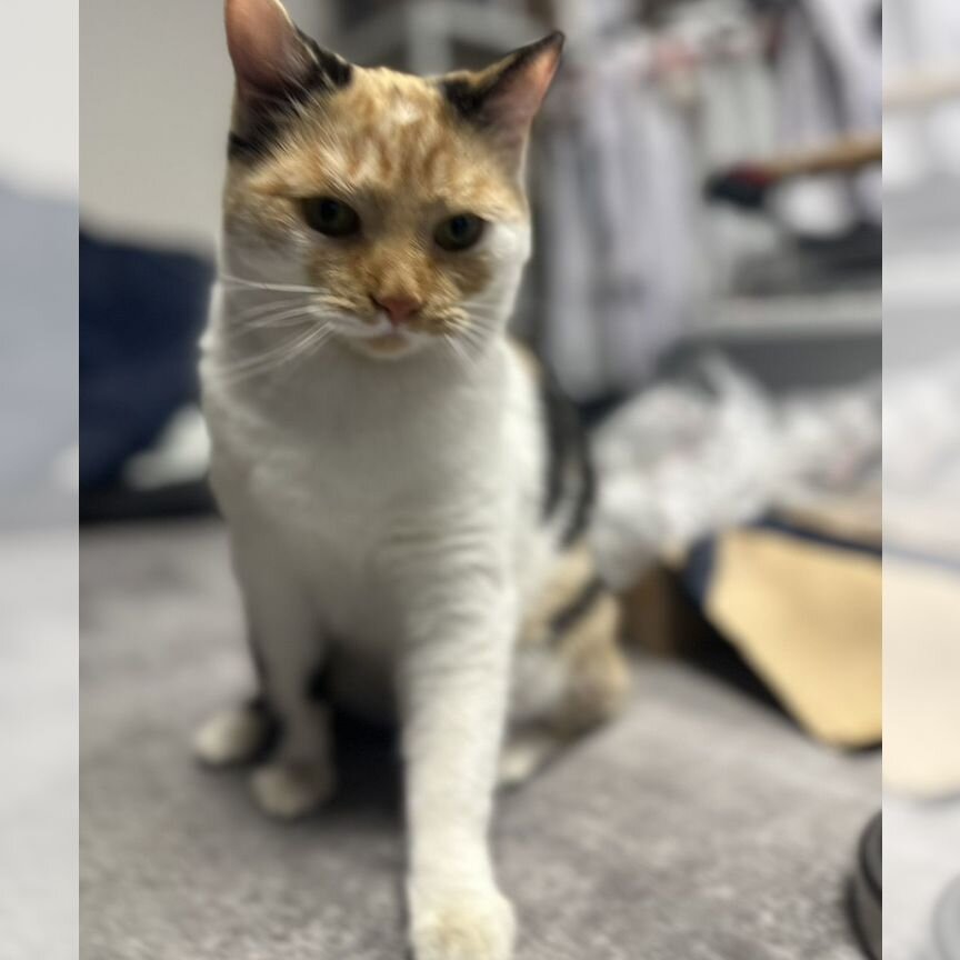 Кошка в дар