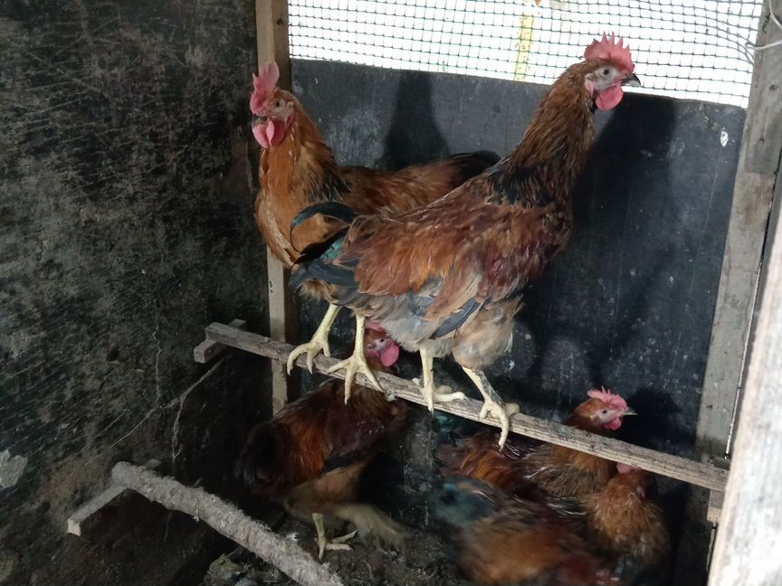 Молодые Кучинские петухи, перепела