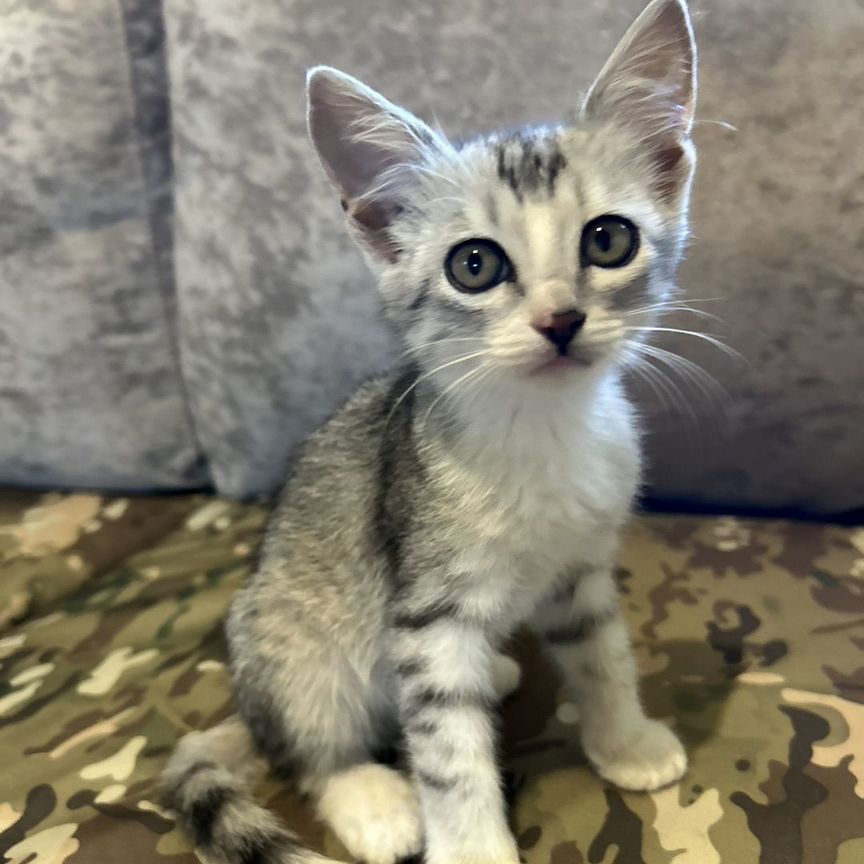 Котенок в добрые руки