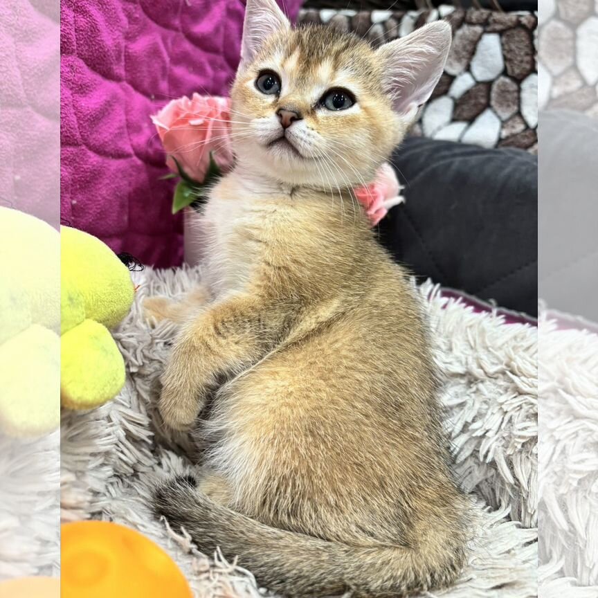 Британский короткошёрстный котёнок