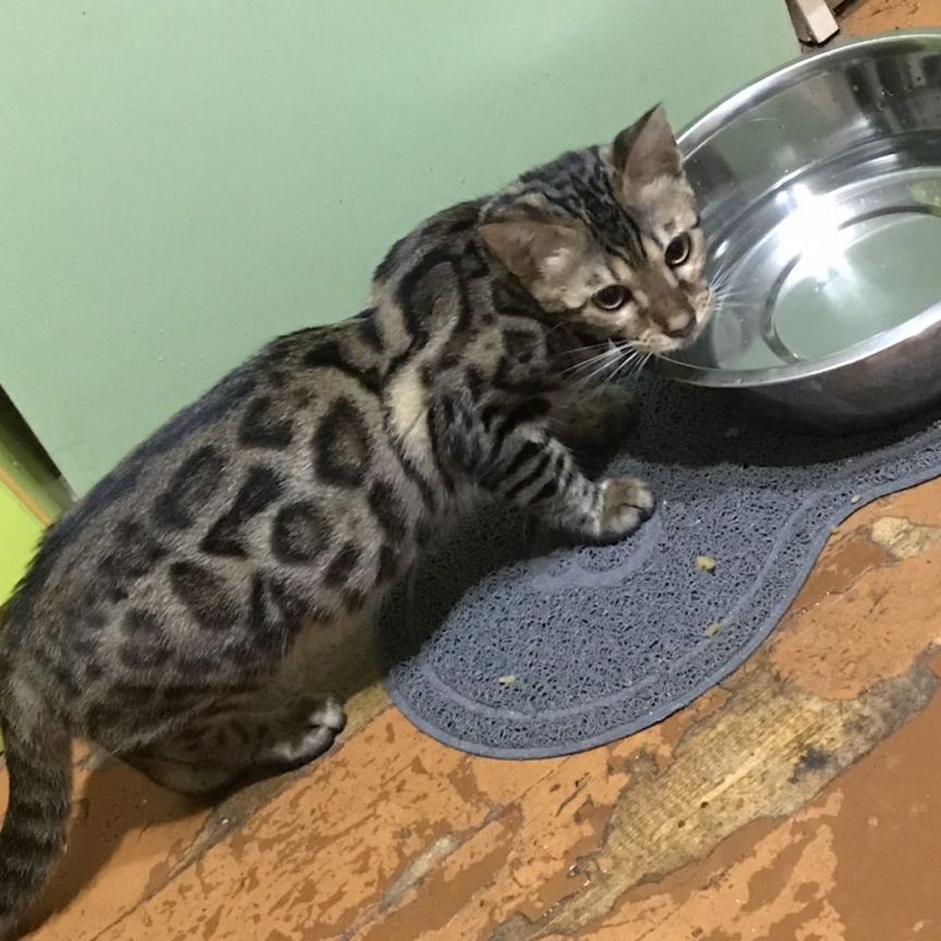 Бенгальская кошка