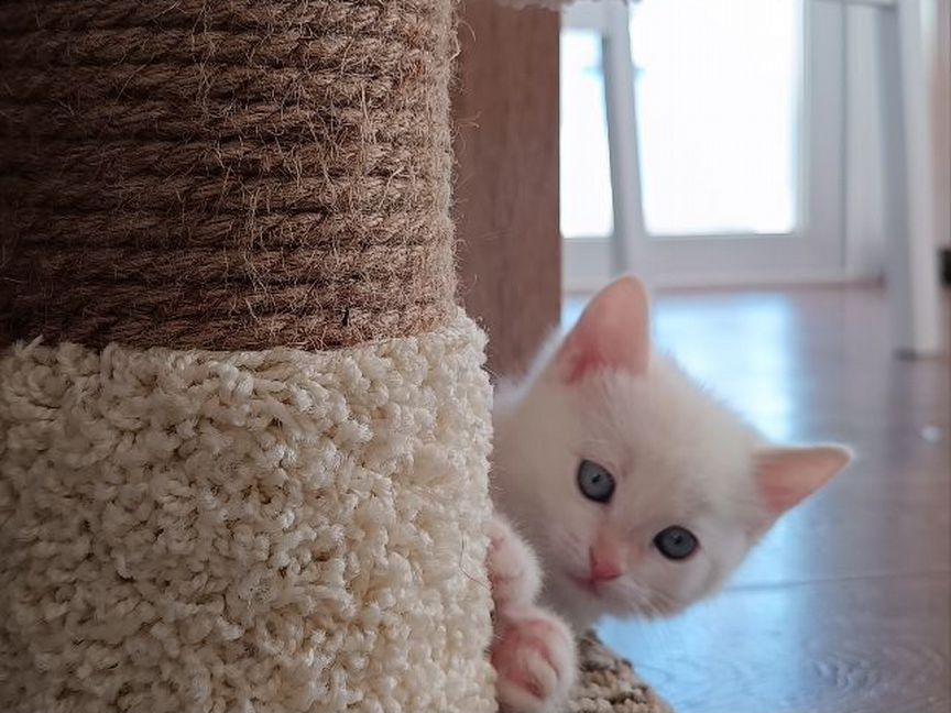 Котенок от домашней кошки