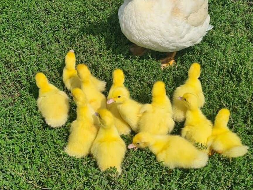 Утки бройлерные