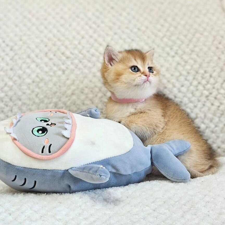 Красивая девочка золотая шиншилла