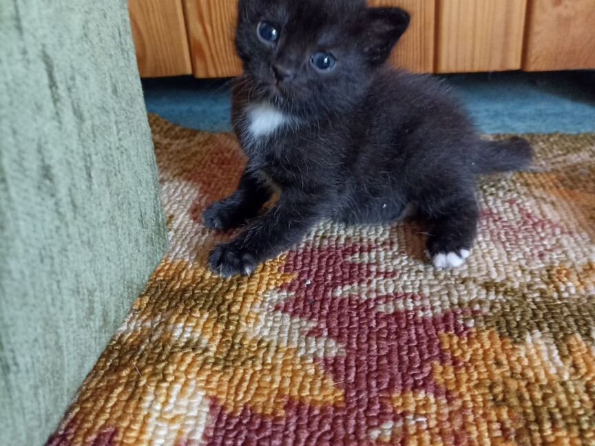 Черная кошка