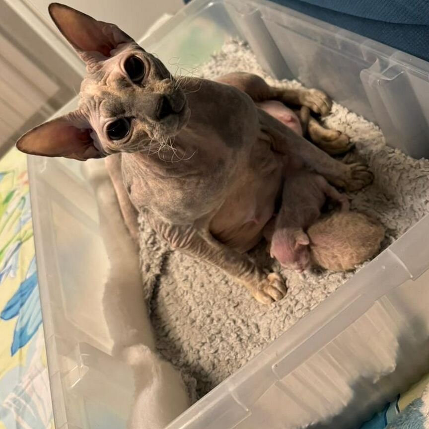 Кормящая кошка