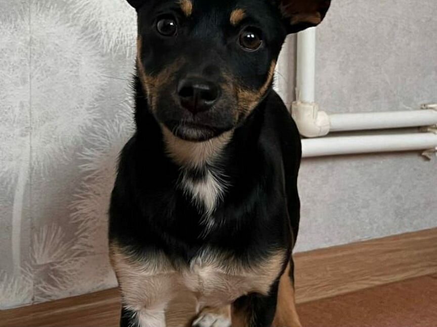 Щенок от маленькой собачки 4 месяца