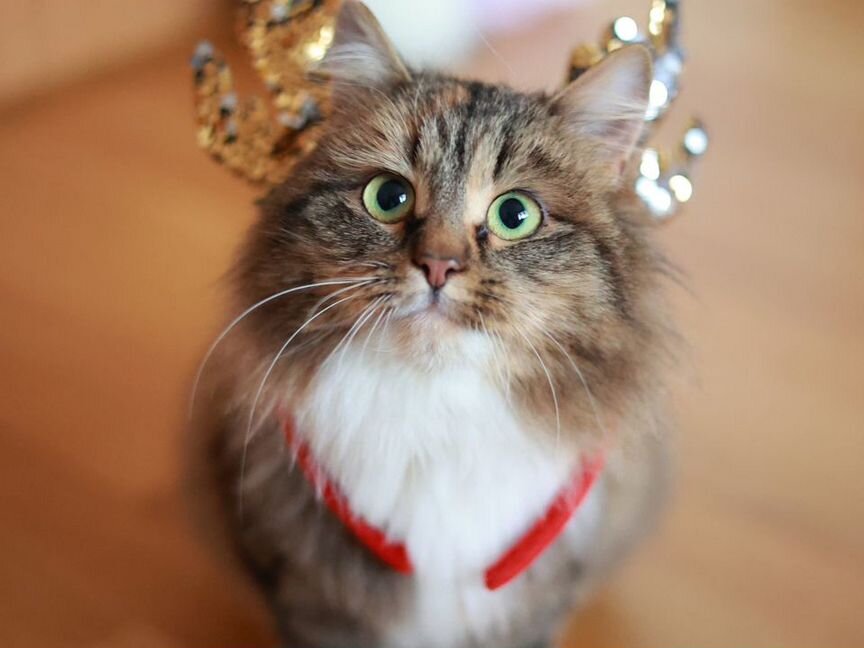 Пушистая кошка красавица