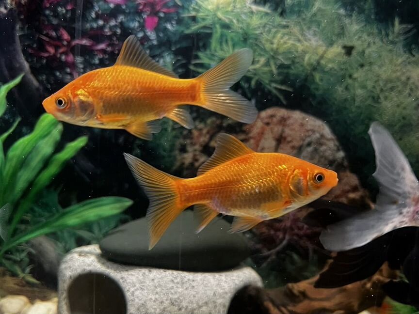 Аквариумные рыбки