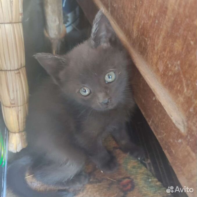 Котята чёрные отдам