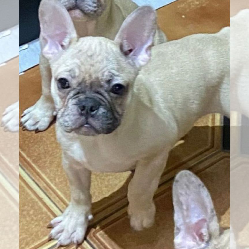 Французский бульдог, щенок