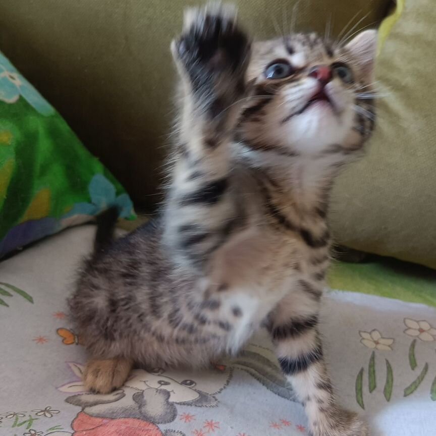 Котенок ищет новых родителей