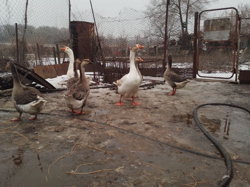 Гуси на племя