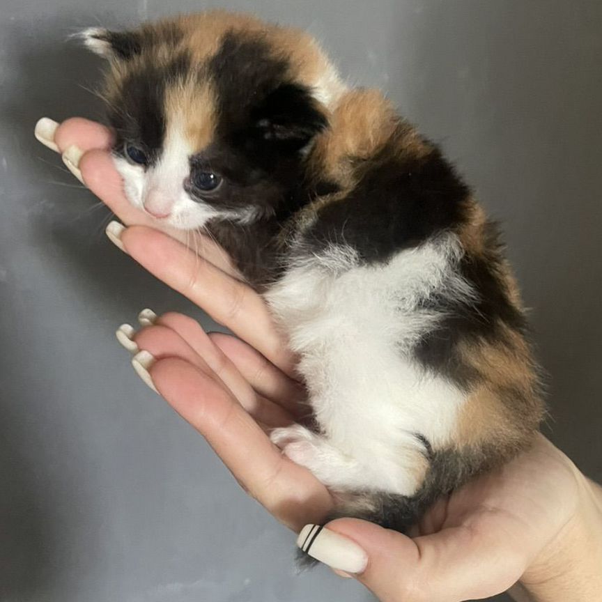 Котятки в добрые руки