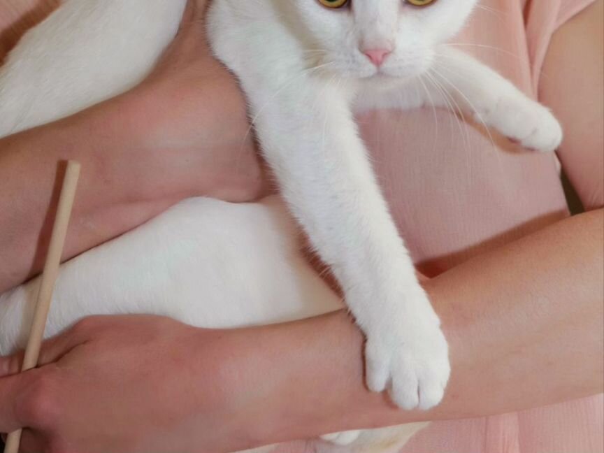 Кошечка в добрые руки