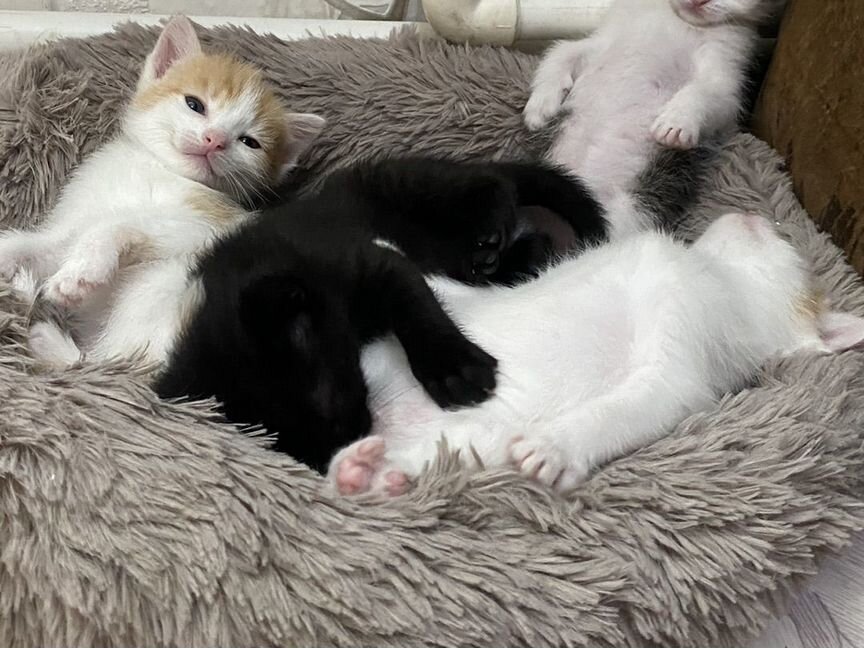 Котята в добрые руки