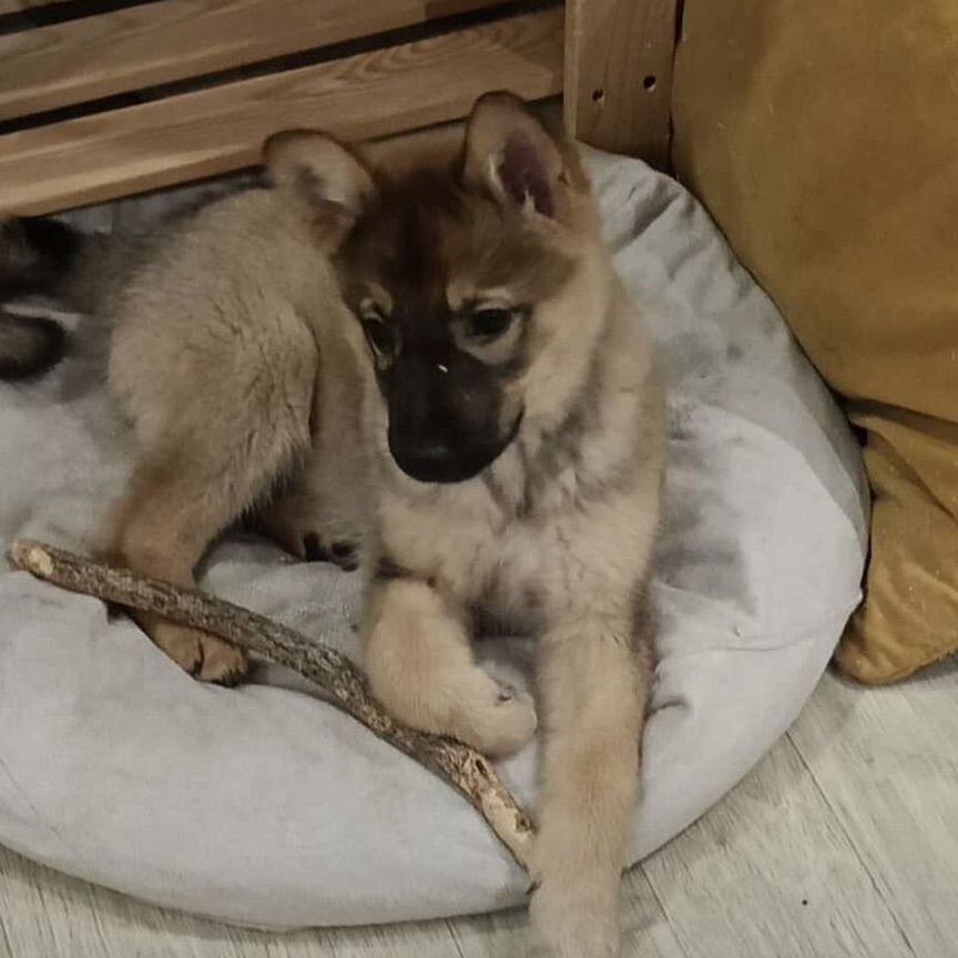 Щенки в добрые руки