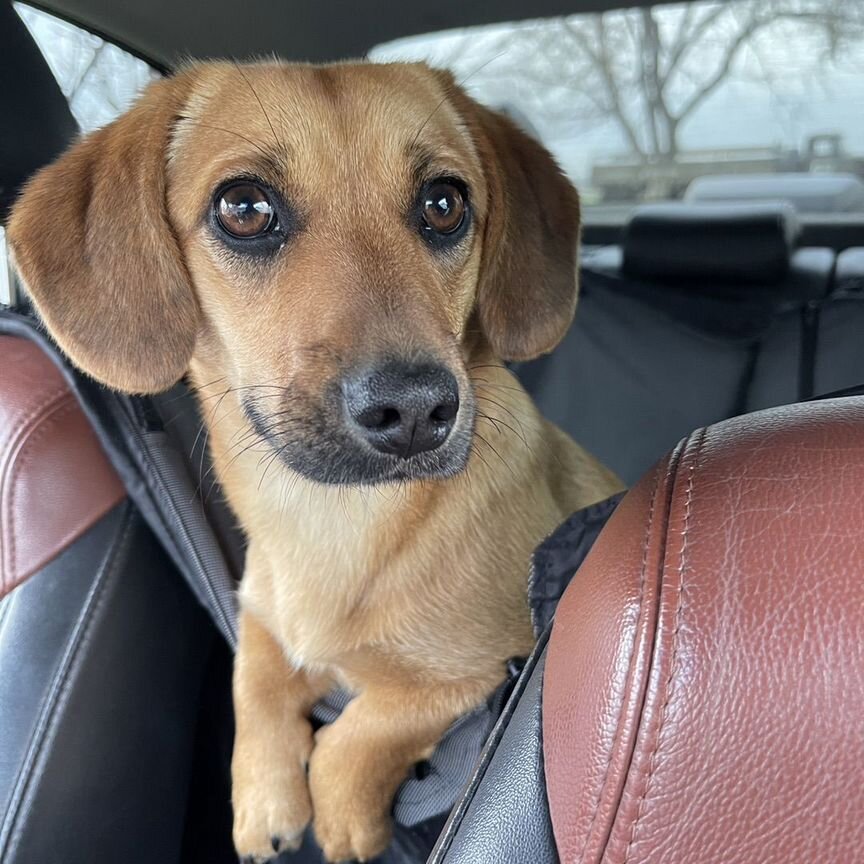 Бэлла, 1 год