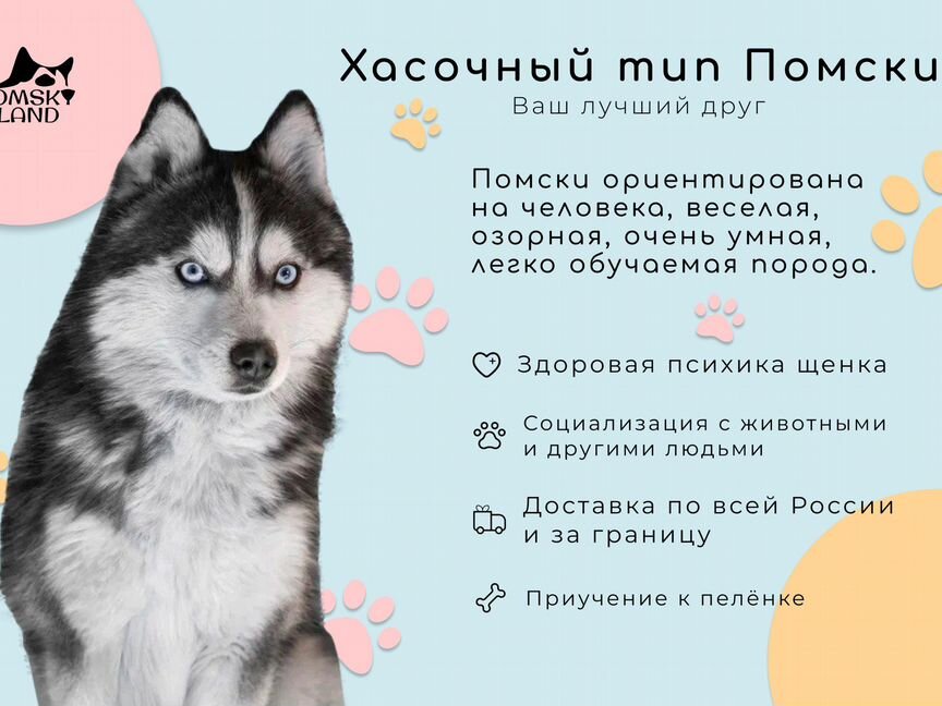 Щенки помски