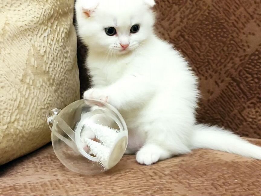 Шотландские котята
