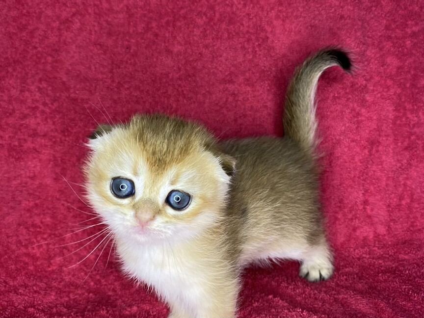 Шотландские котята