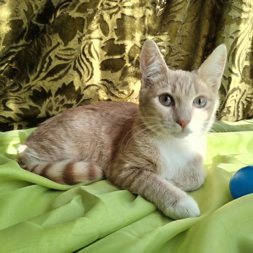 Нежный Персик, 3,5 мес ищет семью