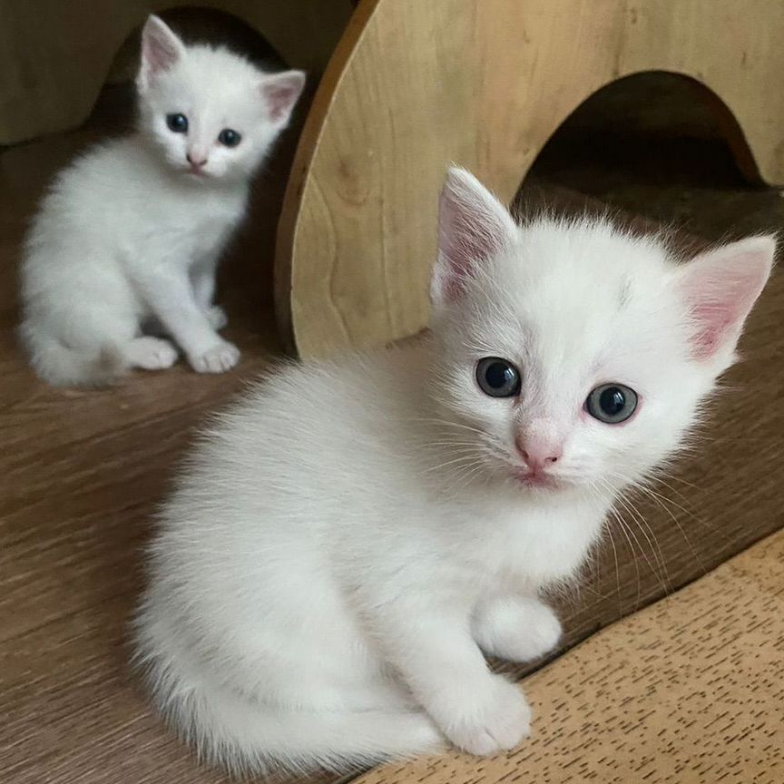 Отдам котят